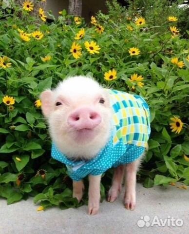 Мини пиги Бергштрессер книрт