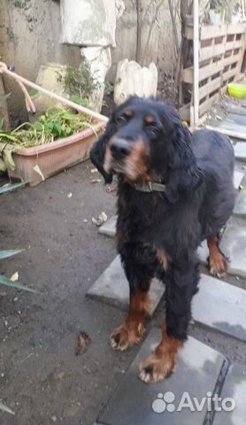 Граф ищет самого лучшего хозяина