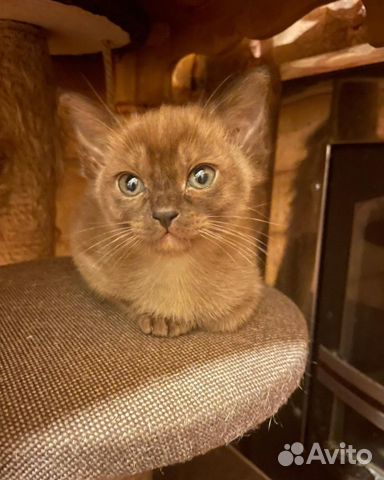 Бурма в разведение