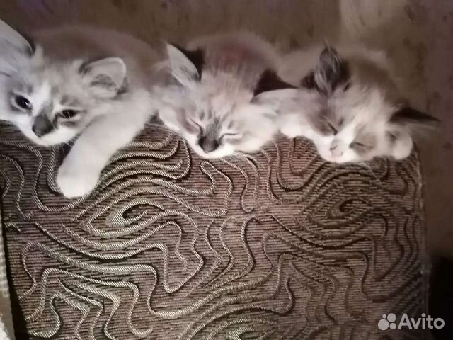 Кошки Рэгдолл 3-4мес