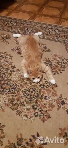 Молодой котик
