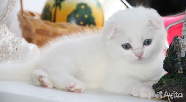Клубная белоснежная шотландская кошечка