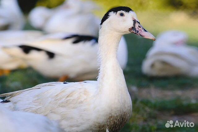 Утки муларды