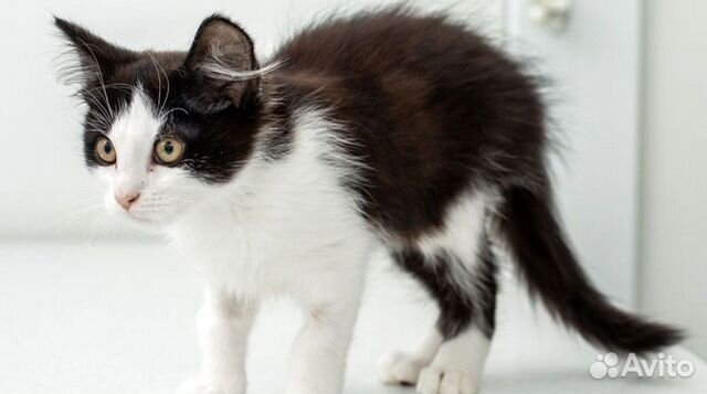 Черно белая кошечка Афоня, 2.5 мес