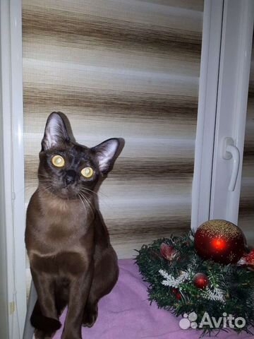 Бурманская девочка