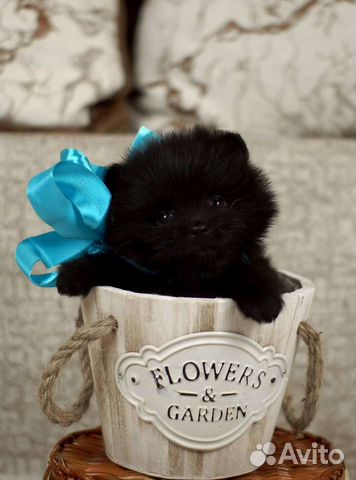 Чёрный принц