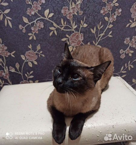 Кошка и кот, в дар по 1500 за каждого вам