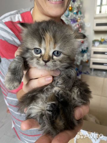 Шотландские котята