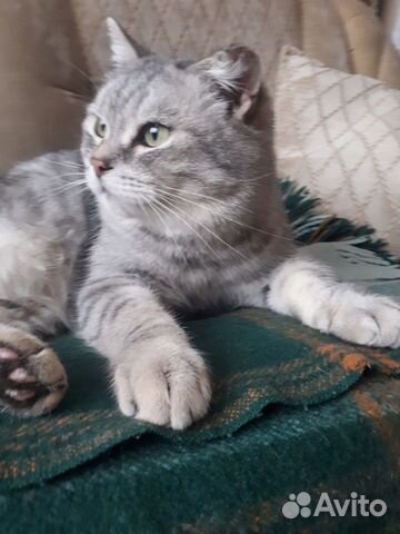Отдам кота в добрые руки