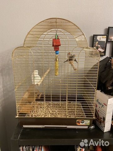 Зебровые амадины взрослые девочки