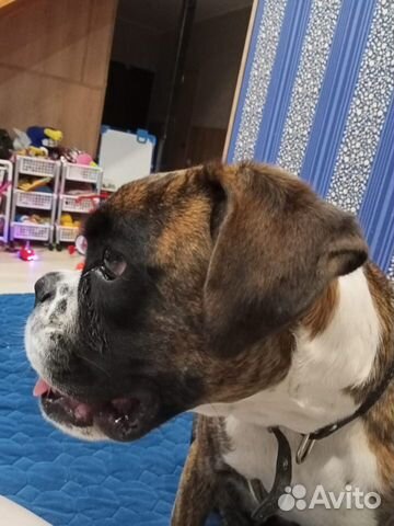 Боксер девочка тигрового окраса отдается