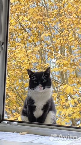 Кот Адольф