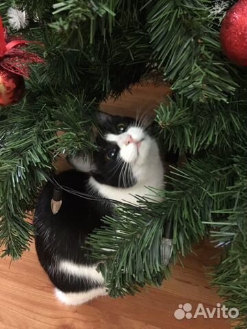 Ты научи меня мурлыкать