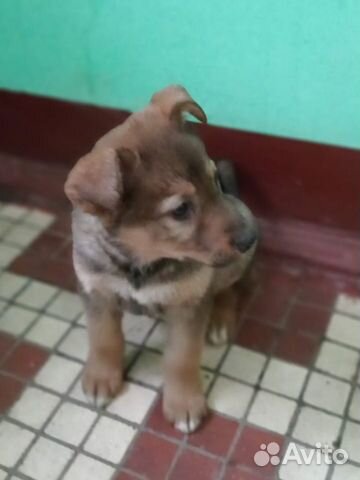 Щенки в подъезде подкинули девочки