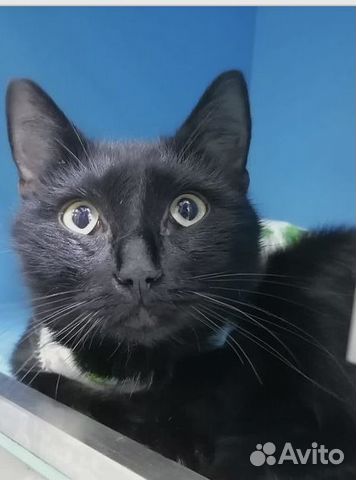 Чёрная юная кошка-скромница