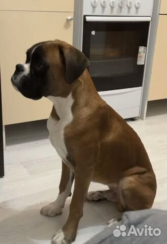Щенок немецкого боксера 6 месяцев