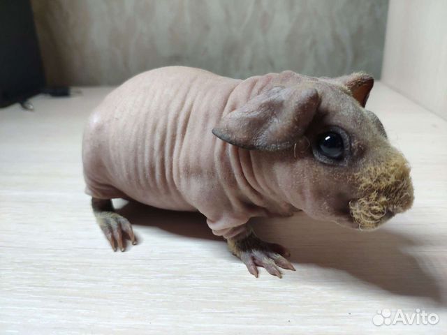 Морская свинка скинни