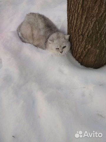 Замерзает кот. Счет на часы