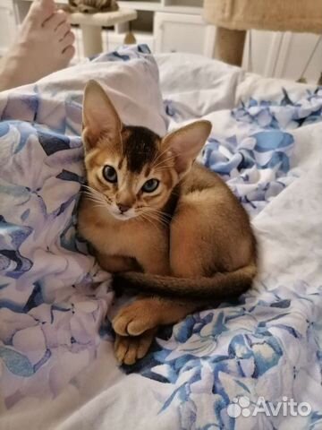 Абиссинская кошка