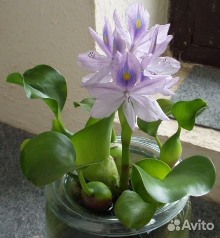 Эйхорния водяной гиацинт Бесплатно