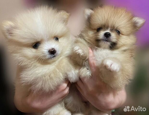 Померанские шпицы