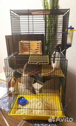 Крысы с клеткой