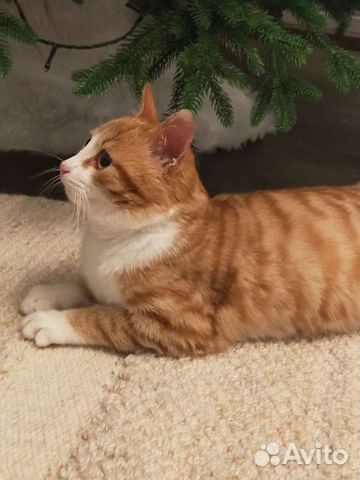 Кошки
