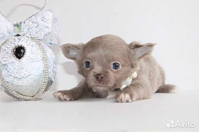 Лиловая принцесса