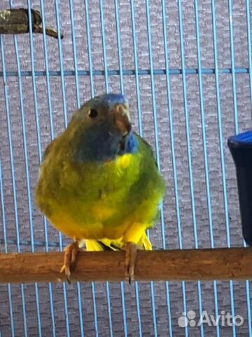 Глянцевый попугай, девочка