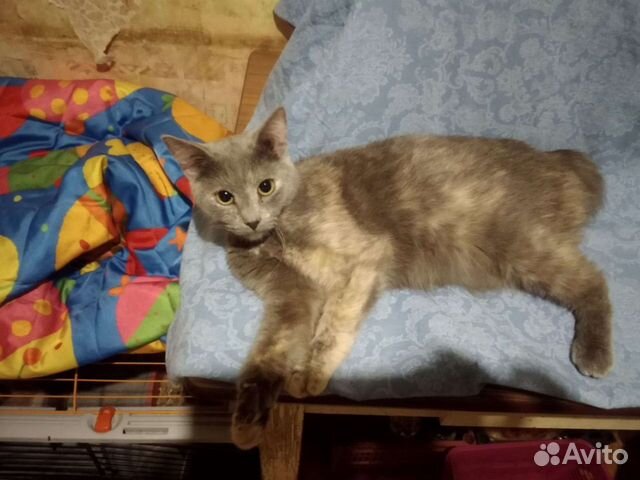 Кошка в дар