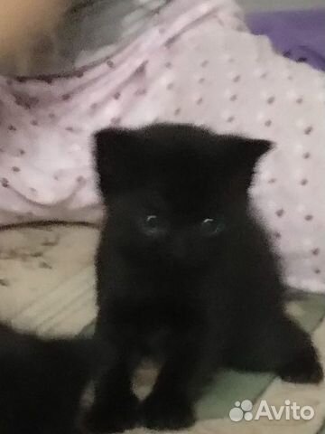 Котята