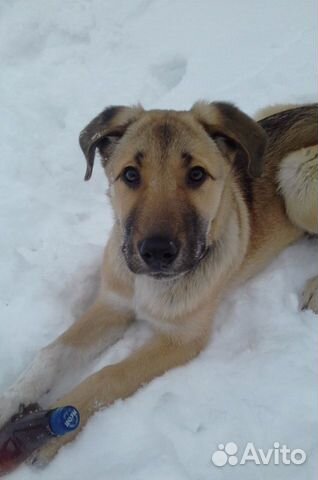 Благодарный щенок Бади 5 месяцев в добрые руки