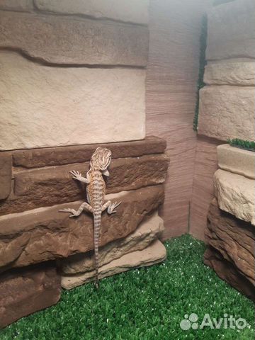 Агама бородатая