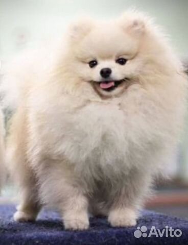 Кукольные девчонки