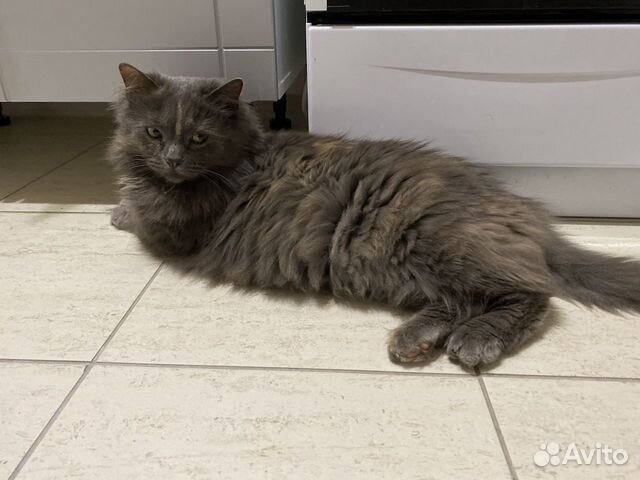 Кот Нибелунг