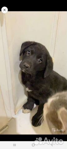 Щенок в добрые руки