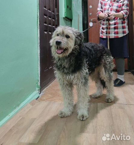 Собаки бесплатно в добрые руки