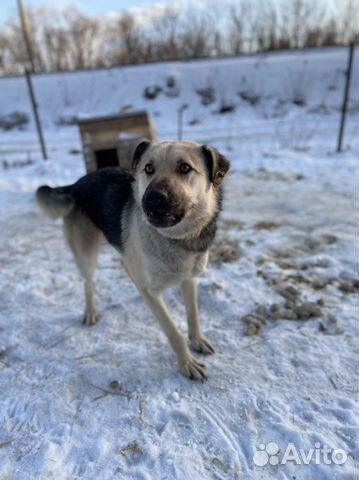 Собака в добрые руки