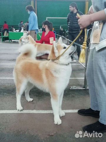 Акита ину
