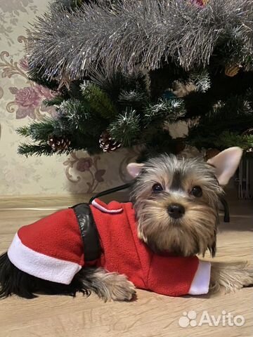 Йоркширский терьер