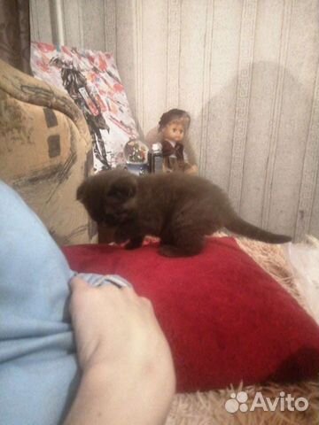 Шотландские вислоухие