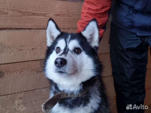 Собака Хася 1,5 лет. Стерилизована и привита