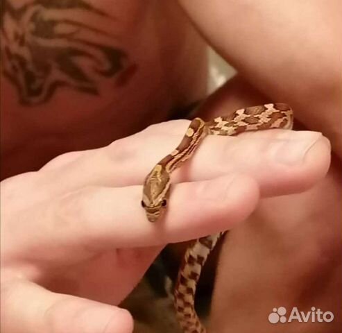 Продам моисового полоза