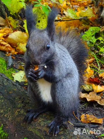 Алтайская черная белка