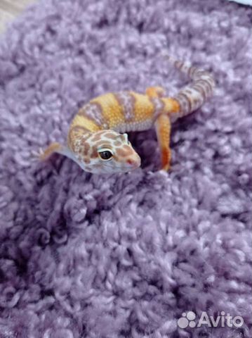 Геккон эублефар