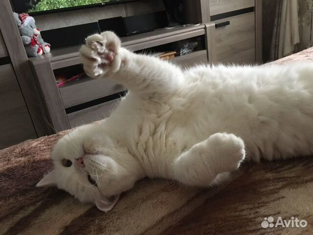 Шотланский кот прямоухий