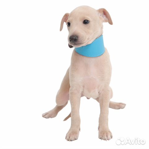 Шикарная левретка крем. Парень