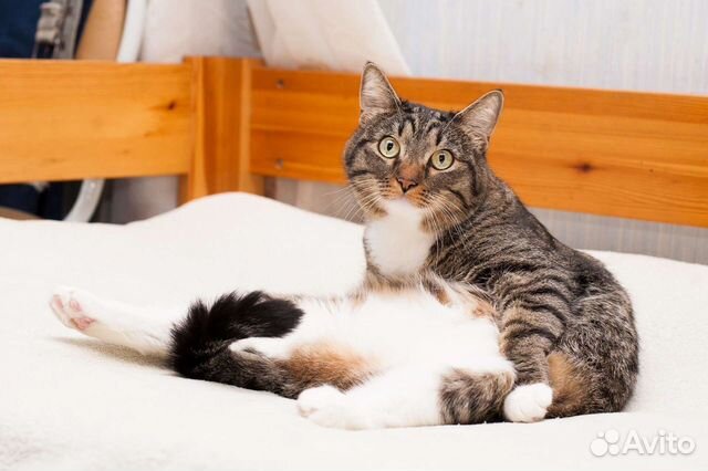 Котик 2 года очень ищет дом
