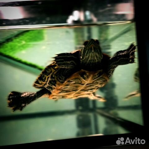 Красноухая черепаха с аквариумом