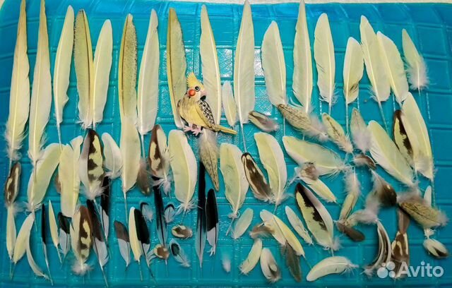 Перья (перо) попугая для рукоделия